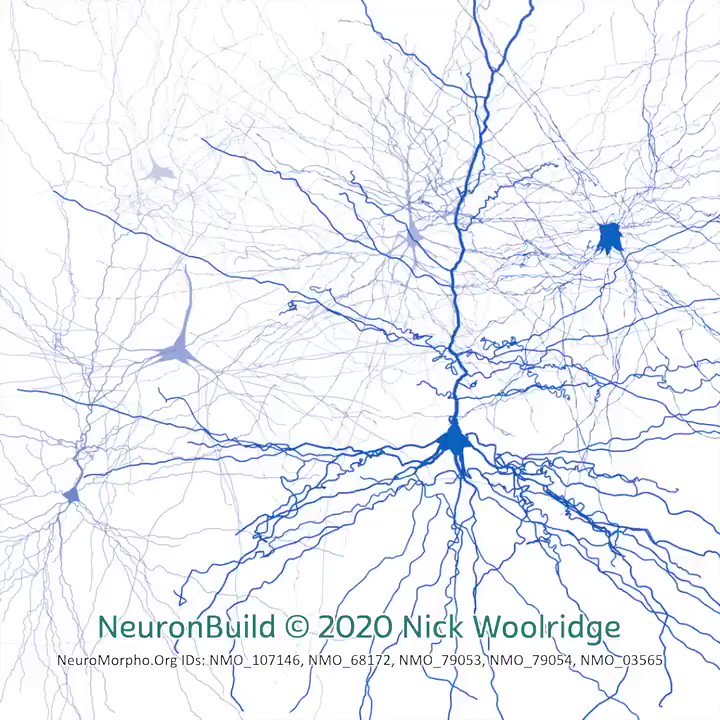 Thread by @N1ck_Woolridge: I have released a new version of my free python script for @maxon3d ...