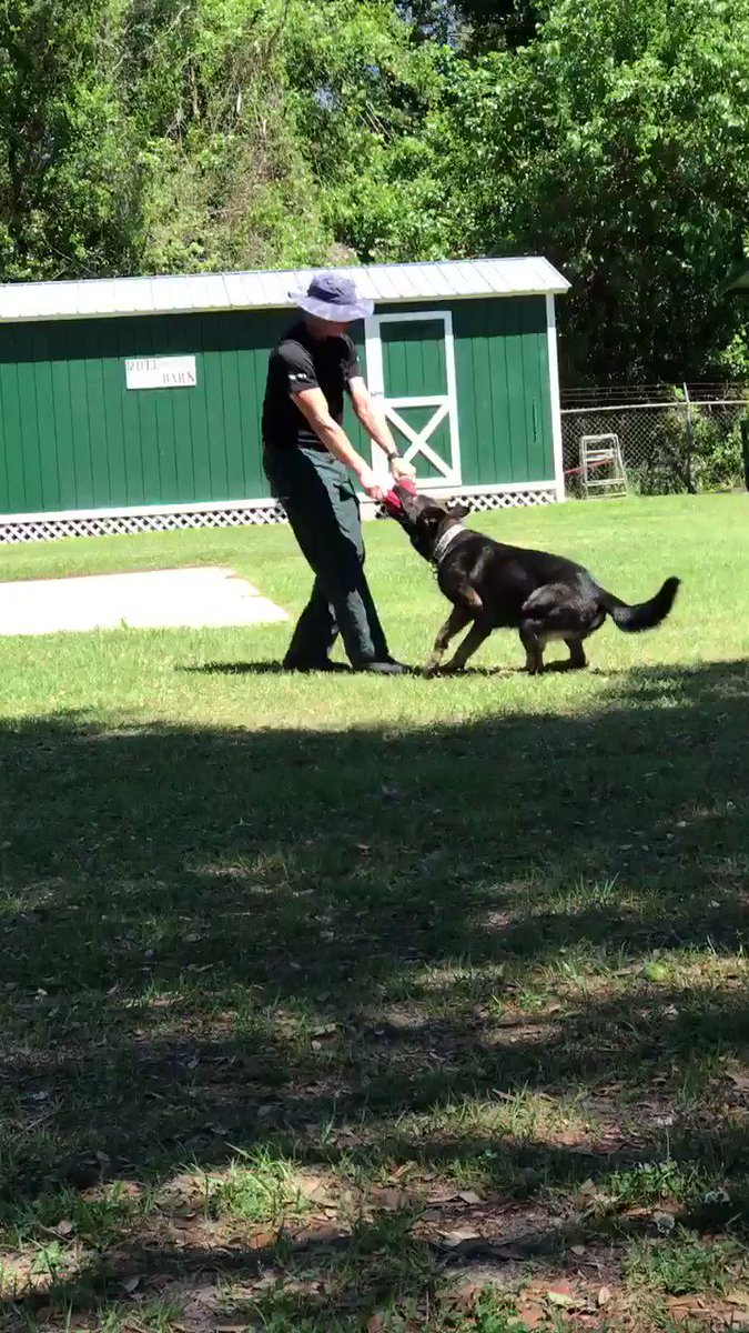 Meredith 馃挋馃惥 On Twitter Tbt To One Of My Fav Clips Of K9 Cam Working