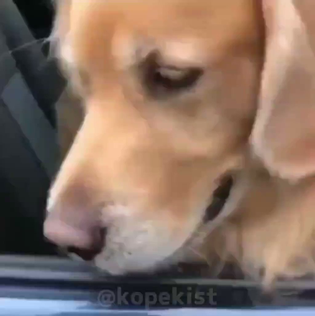 kopek teroru on Twitter: kopek teroru on Twitter: