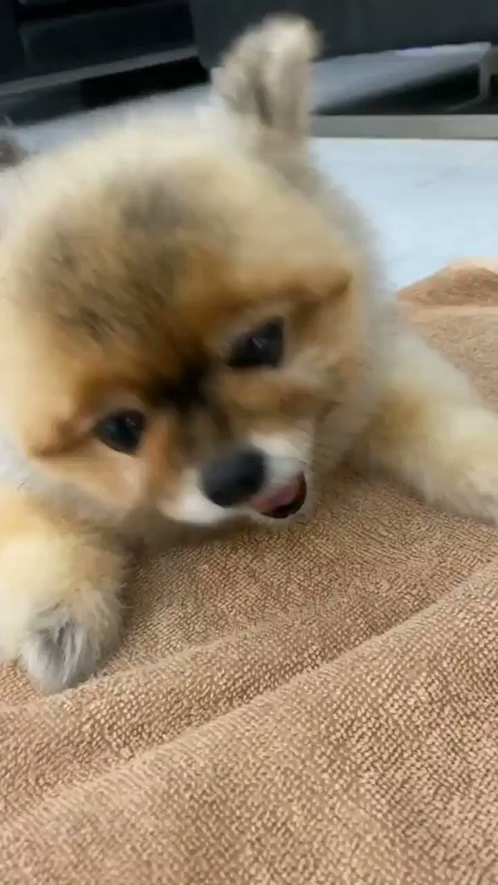 Mewlions Philippines on Twitter: "04/17/2020 💛 https://t.co/hhWPxxvYDl" / Twitter