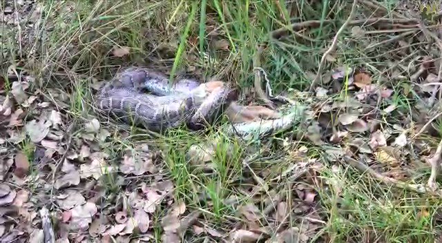 Burmese Python Eats Deer