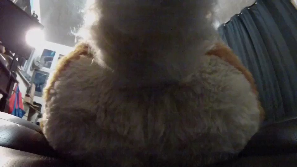 Gassy Furry Fan Page On Twitter Imagine Youre A Tiny Fur Stuck On A