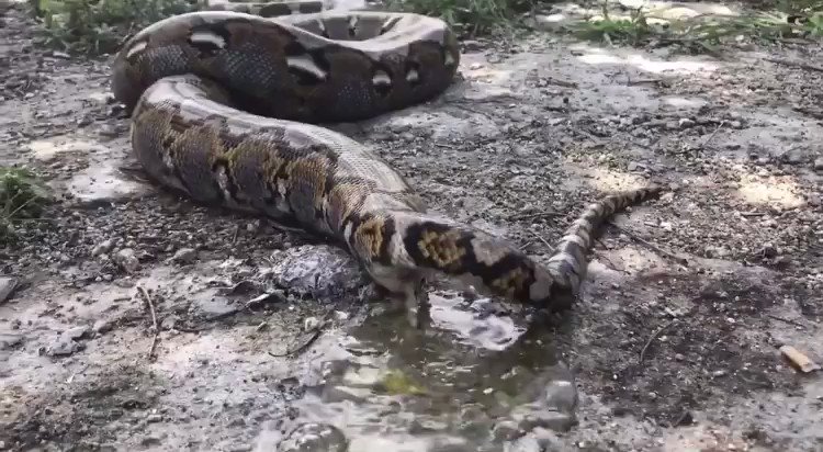 Burmese Python Poop