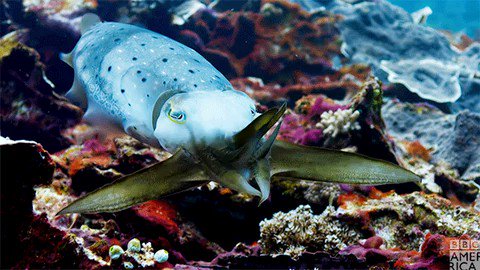 Cuttlefish Color Change Gif