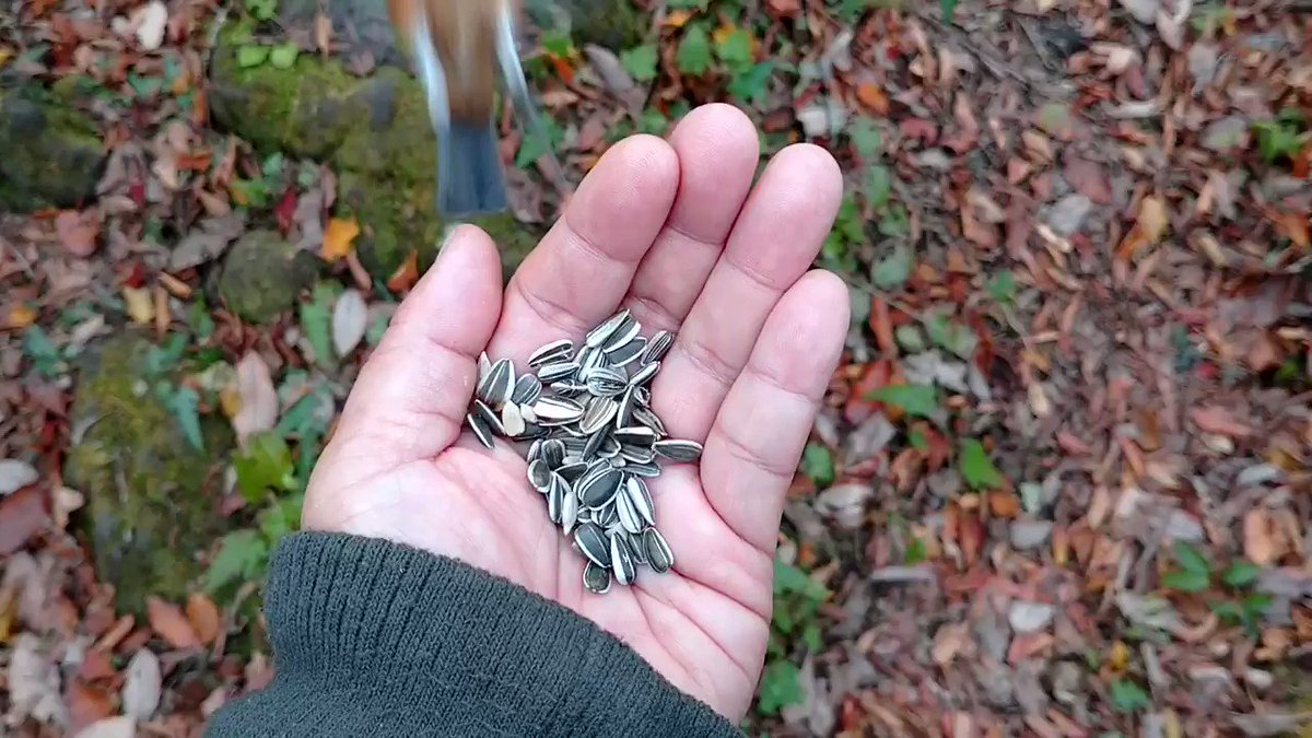 野鳥写真（2020年） - posfie