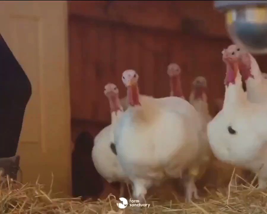 AnimalLeaks 🌐 on Twitter: "Turkey pardon: As the story goes, Lincoln’s ...