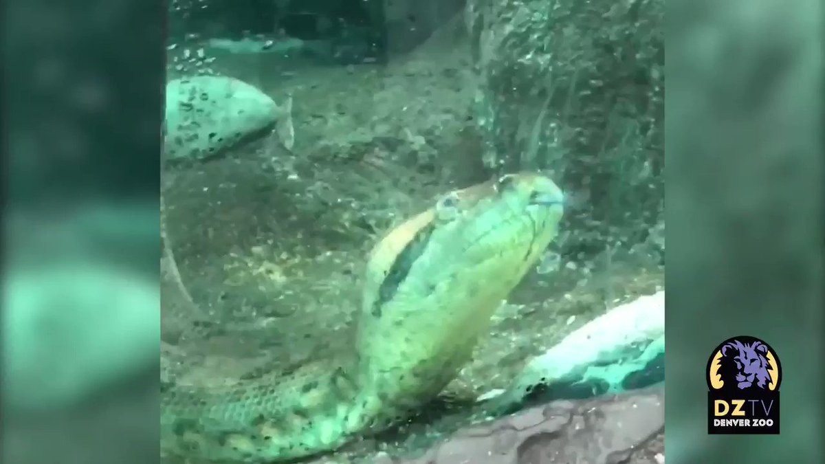 Giant Green Anaconda Underwater