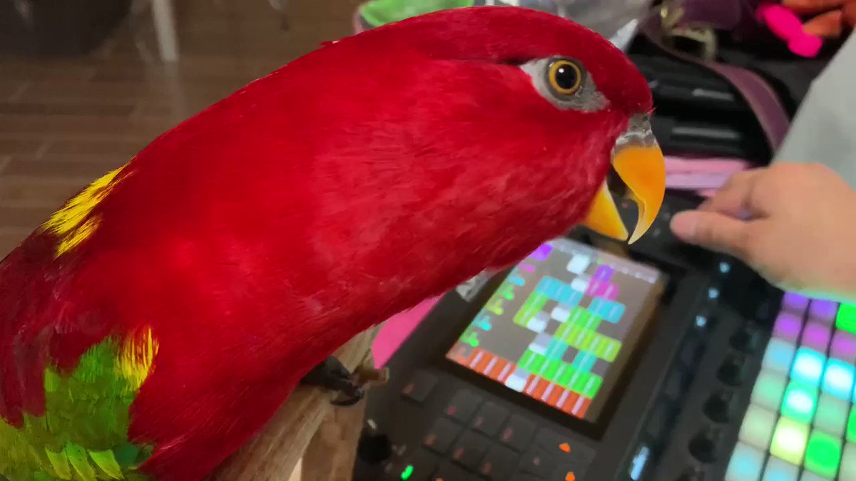 Hideaki Utsumi on Twitter: "インコとFORCE♪…