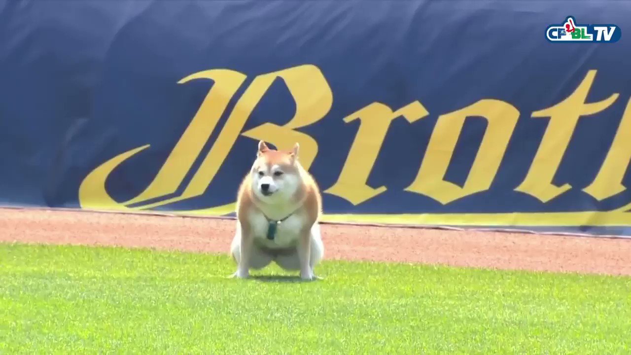 CPBL STATS - ♥️ #95, Mina on Twitter: "OH NOOOOOO! Nana the Shiba Inu decided to take a dump on ...