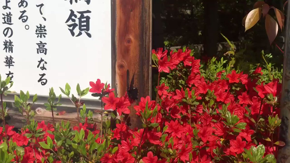 京都のツツジ 長岡天満宮・乙訓寺・光明寺 - posfie