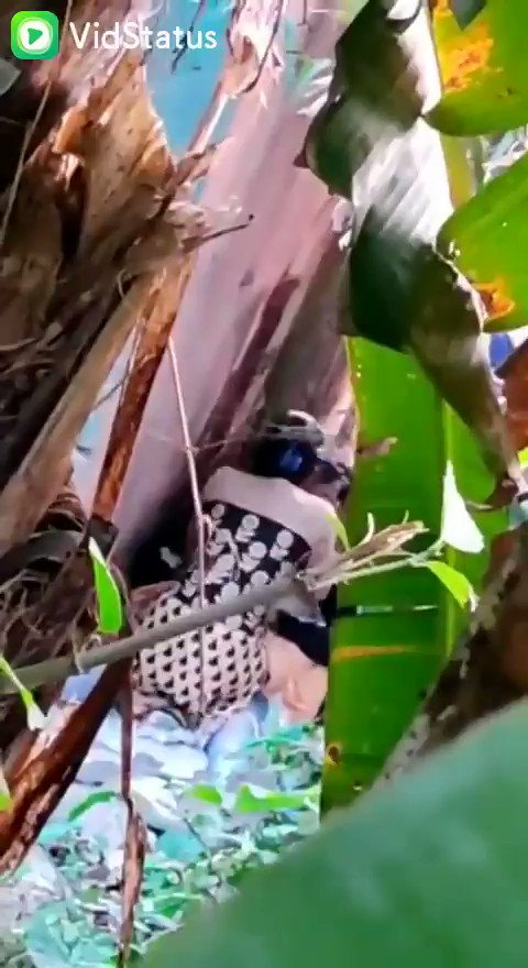 Video Bokep Viral Mesum Indo Terbaru Gratis (@mesumbokepviral) / Twitter