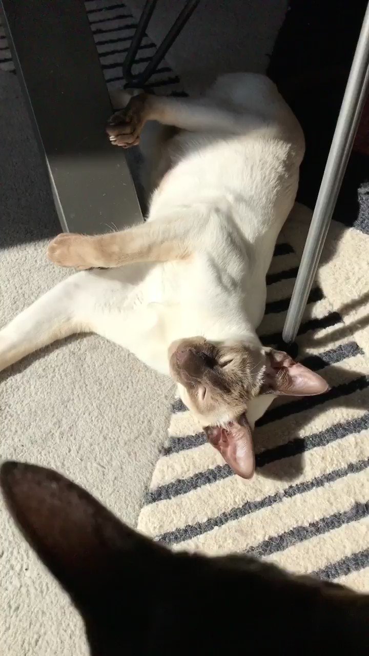 Kiyoshi & Nyx on Twitter: "Kiyo claims today’s prize for being adorably cute 🥰 https://t.co ...