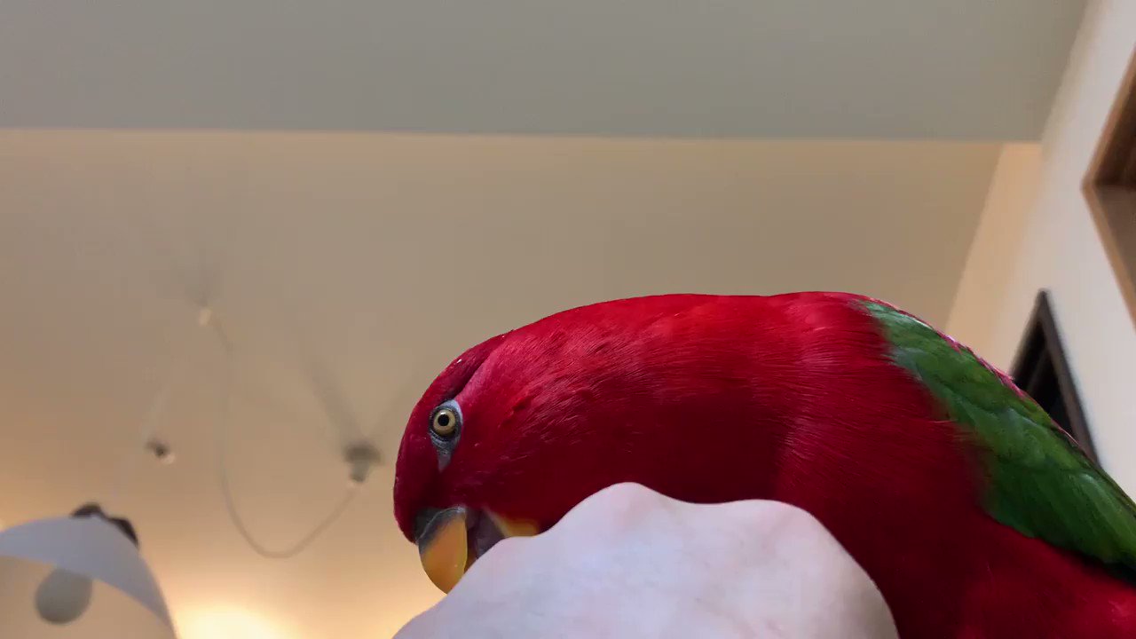 Hideaki Utsumi on Twitter: "Sunday birb https://t.co/cQ4wVFePwx" / Twitter