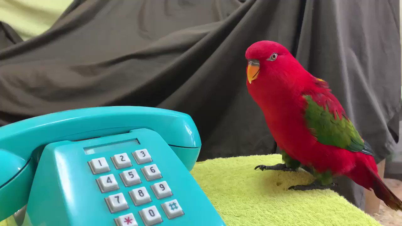 Hideaki Utsumi on Twitter: "Red birb is teleworking. グミちゃんはテレワークをしています📞 https://t.co/wke7oXKRiX ...