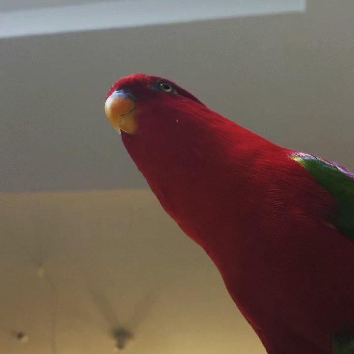 Hideaki Utsumi on Twitter: "Red birb "Gumi" is Look at me and laugh #redbirb https://t.co ...