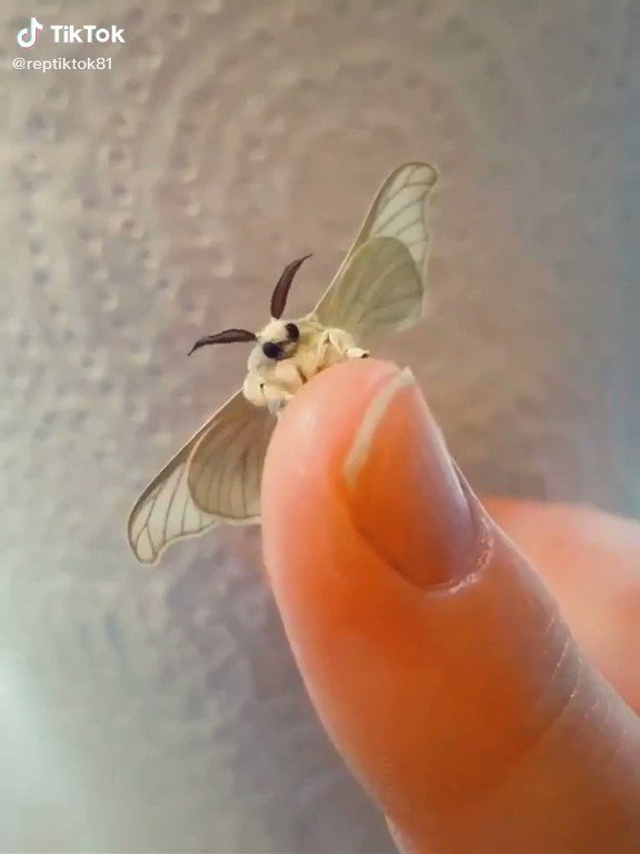 Cute Silk Moth
