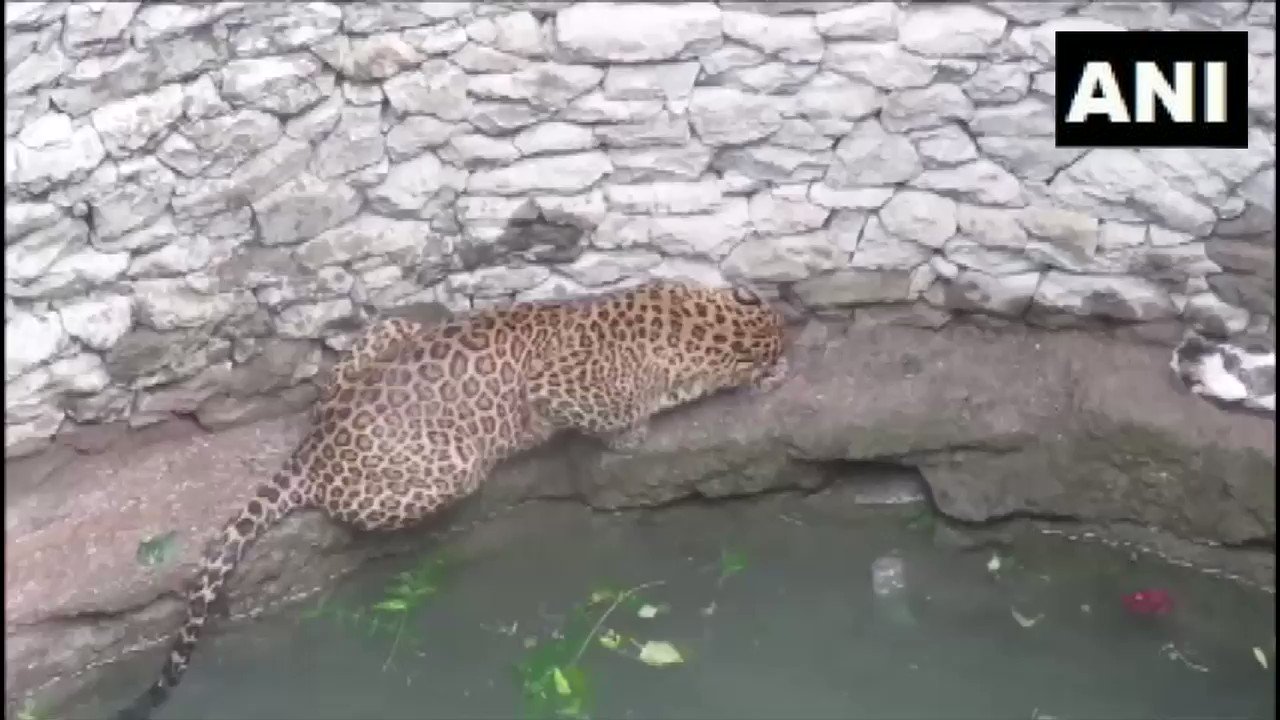 ANI on Twitter: "#WATCH | Maharashtra: A leopard and a cat come face-to-face after falling down ...