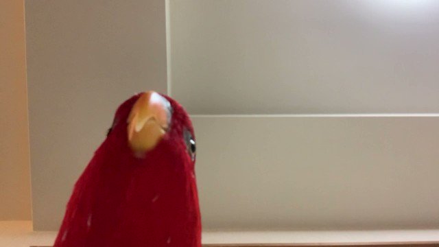 Hideaki Utsumi on Twitter: "Red birb is piyo piyo piyo piyo III…