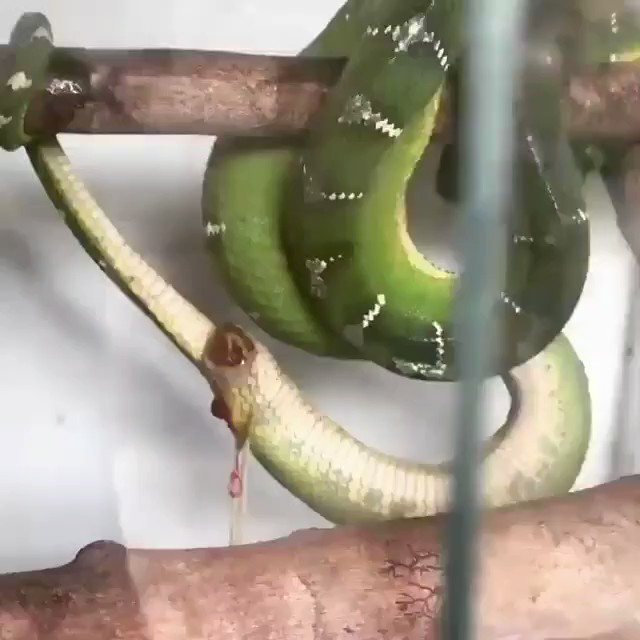 𝙍𝘼𝙅𝙀𝙎𝙃 𝙋𝘼𝙍𝙄𝙆𝙃 on Twitter: "Emerald tree boa giving live birth. About 1/ ...