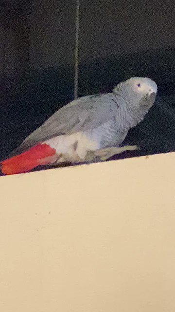 asks-vip 211020 0253 - posfie