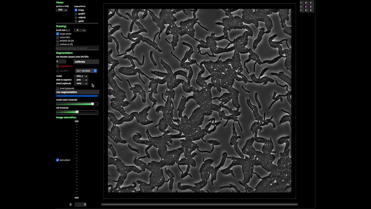 Kevin Cutler on Twitter: "Releasing #omnipose, a cell segmentation algorithm inspired by and ...
