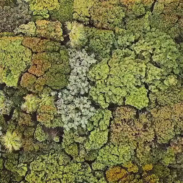 Ramesh Pandey on Twitter: "Canopy of trees specially of same species don’t touch each other. It ...