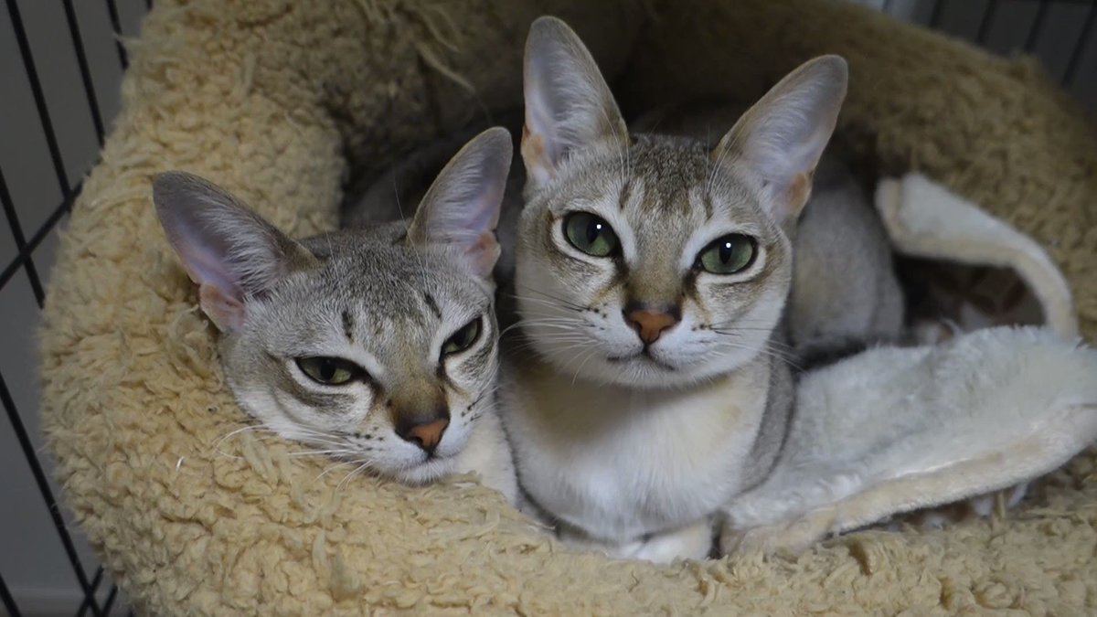 猫まとめ2021 - posfie