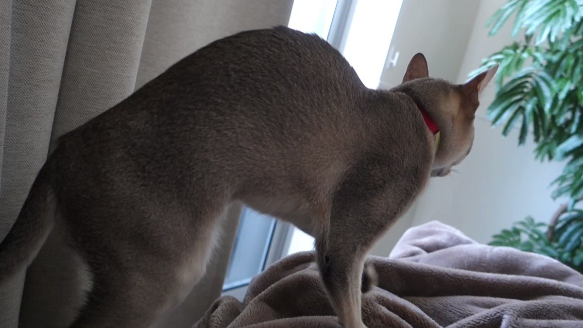 猫まとめ2021 - posfie