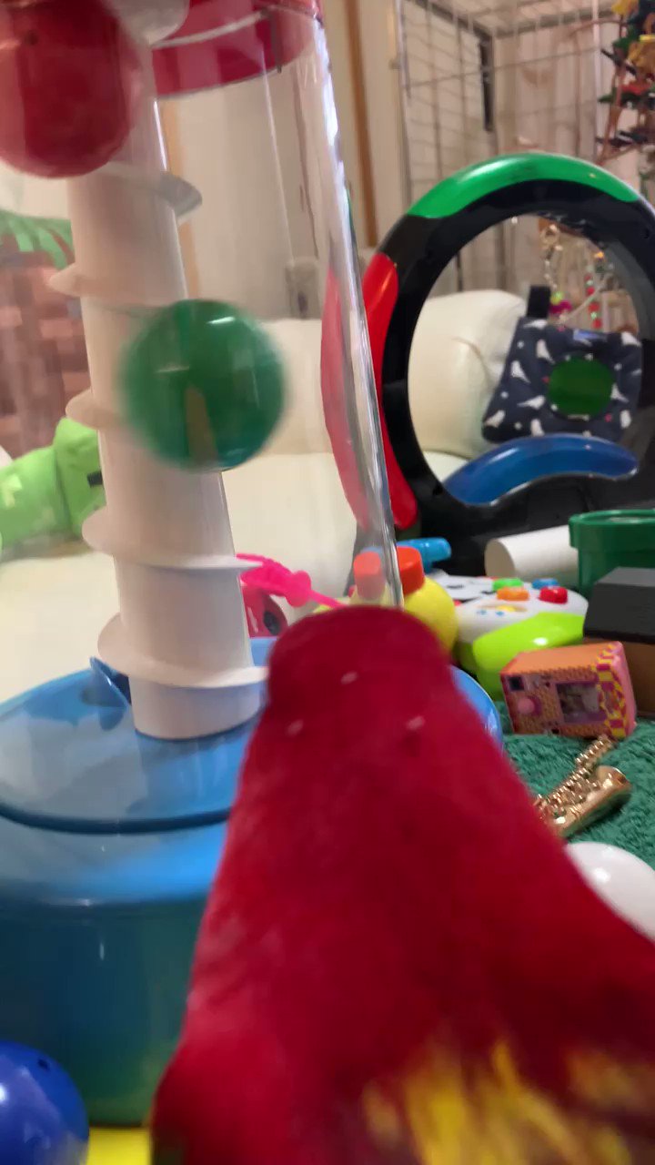 Hideaki Utsumi on Twitter: "鳥と遊ぶ休日 https://t.co/vwQb0SMtA0" / Twitter