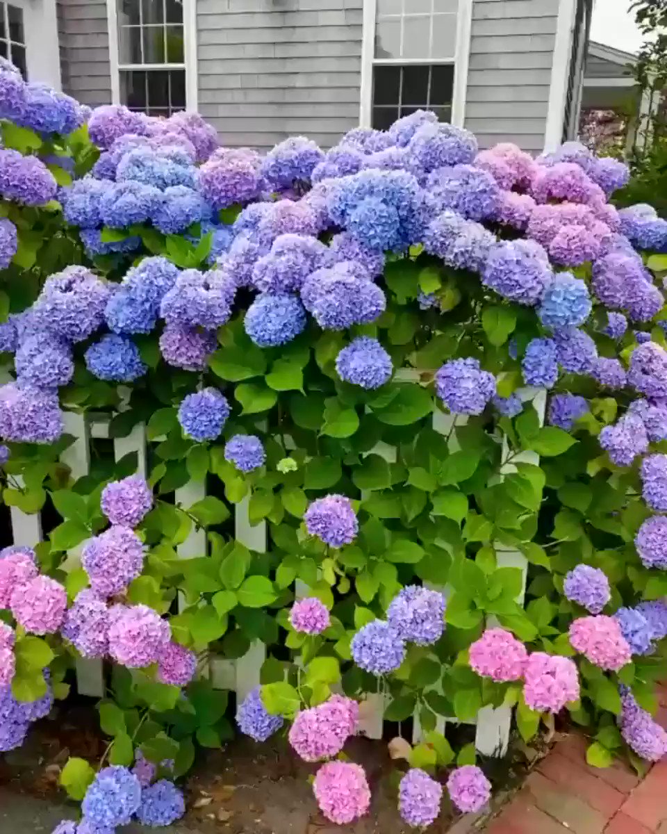 Science girl 在 Twitter: "Hydrangea flowers can be a good soil pH ...