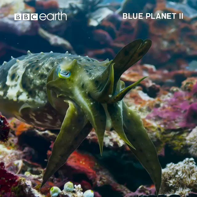 Cuttlefish use their amazing color changing ability to "hypnotize" prey. Wonder of Science ...