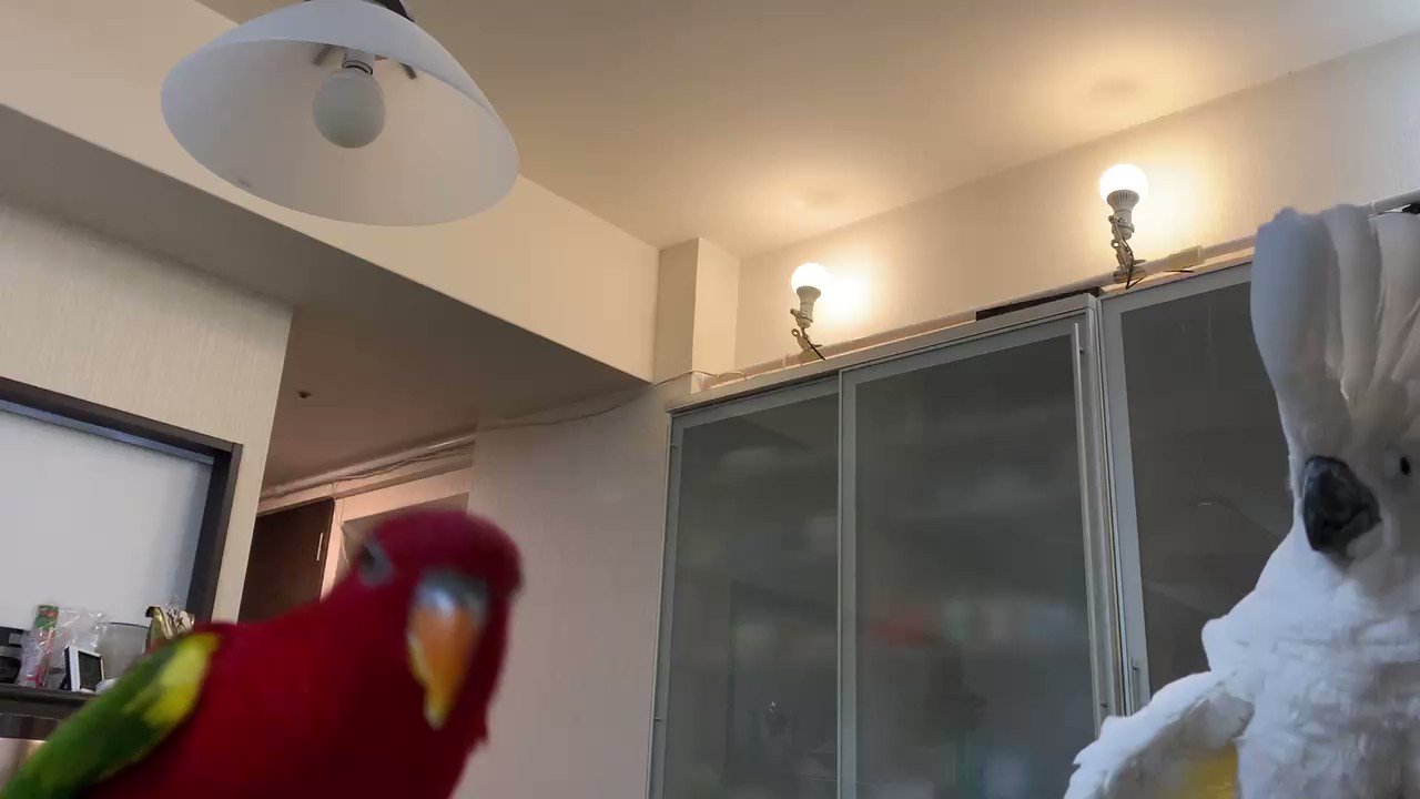 Hideaki Utsumi on Twitter: "グミ「どうしたの？」「大丈夫？」 Kohaku cries out. Gumi asks, "What's wrong? Are you ...