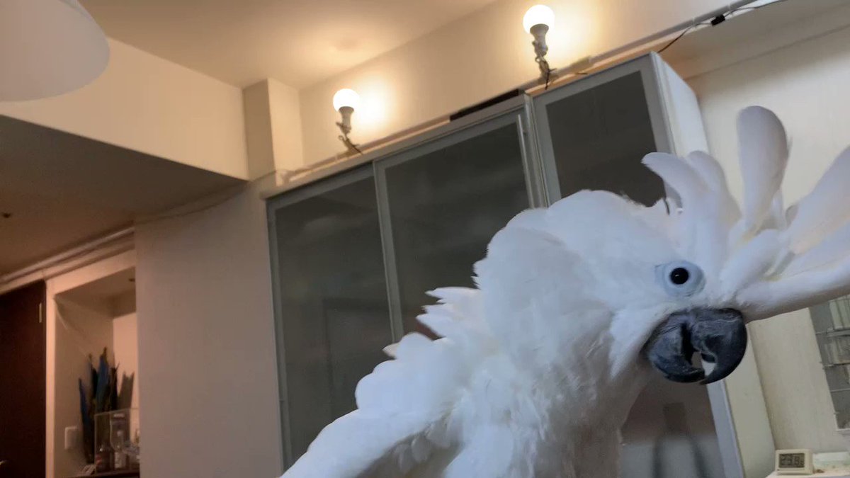 Hideaki Utsumi on Twitter: "グミ「どしたん？」「どうしたの？」 Kohaku is summonig Cthulhu. Gumi asks, "What's ...