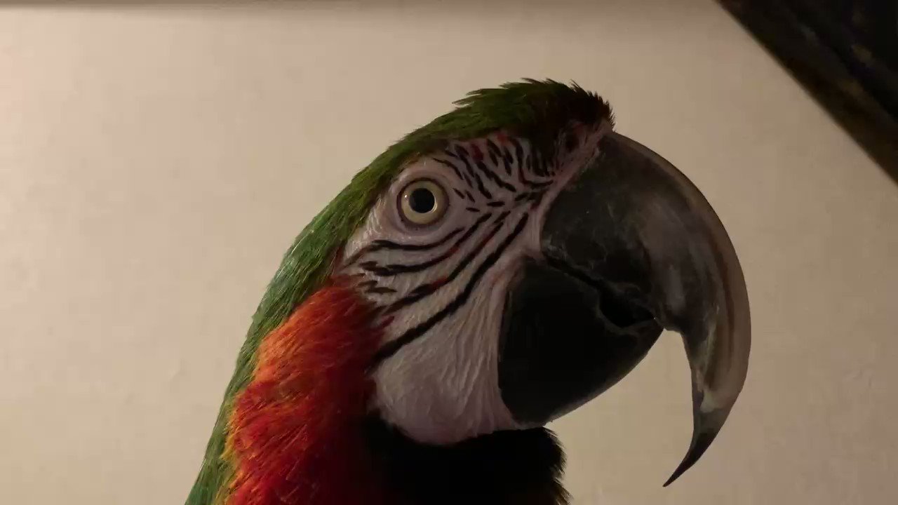 Hideaki Utsumi on Twitter: "Today’s Kiwi🥝“kiwi chan” ”ha-i”and Gumi🍅 https://t.co/uWOxfWB0GI ...