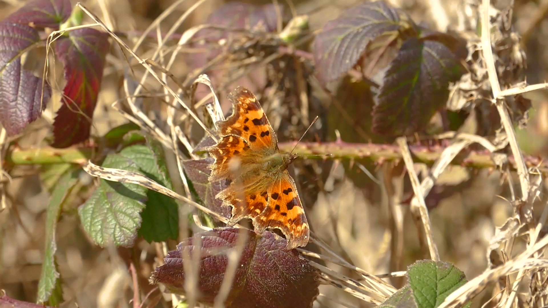 Butterfly Conservation on Twitter: "It’s the first day of Astronomical ...