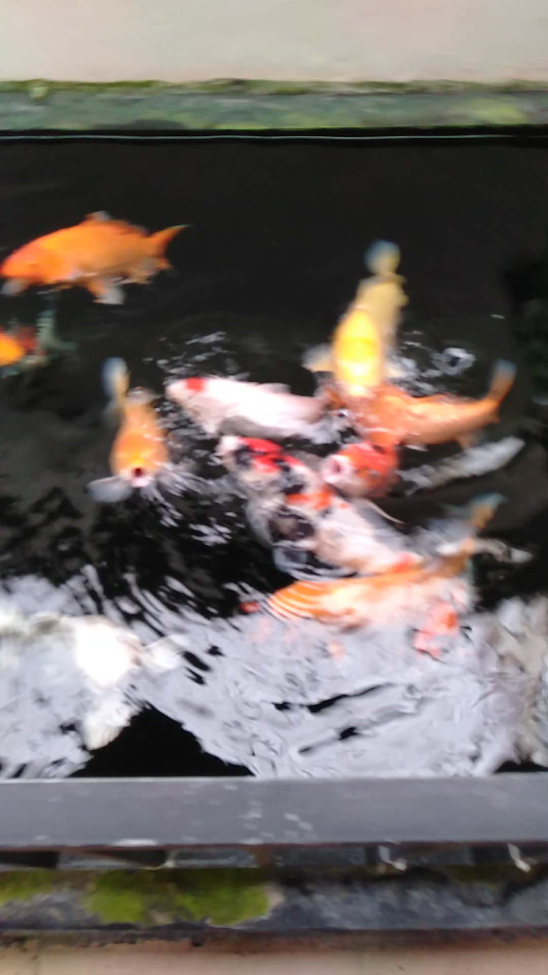 Mopusing (@achoi_lim2) / Twitter