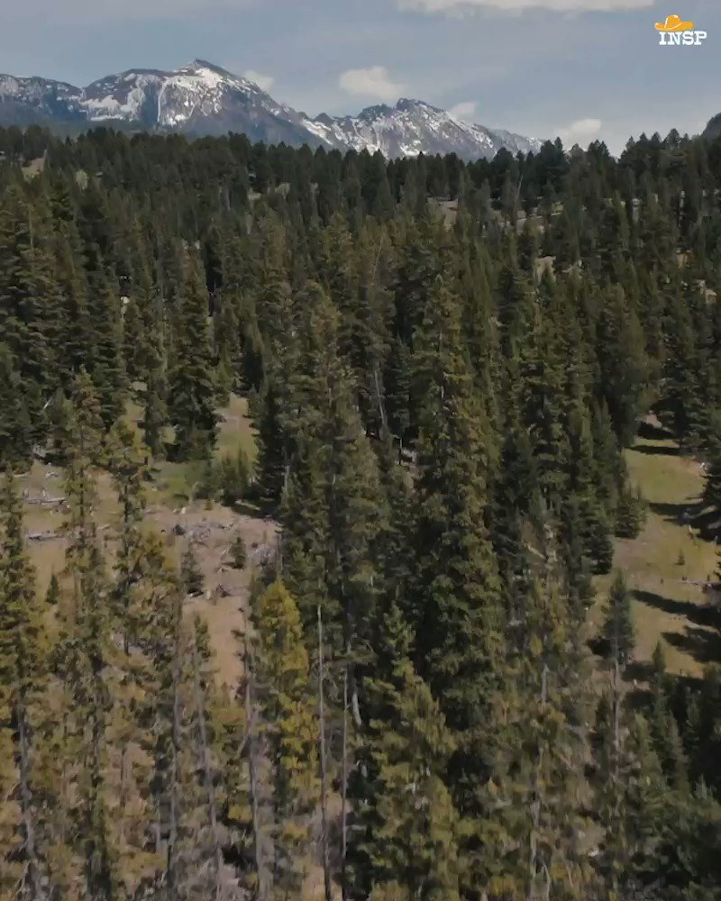 Insp On Twitter To Be A Trailblazer You Must Play With 🔥 Into The Wild Frontier Is All New