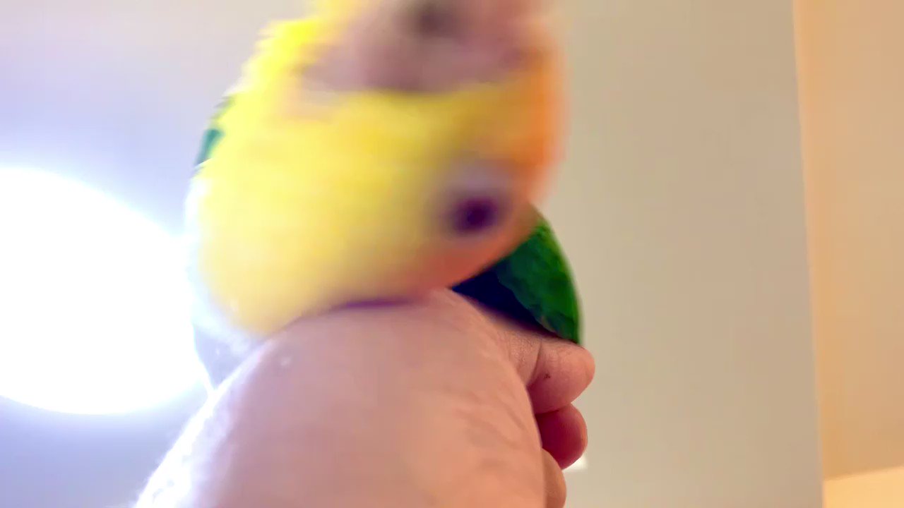 Hideaki Utsumi on Twitter: "https://t.co/7iX830mmHY" / Twitter