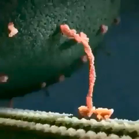 Motor Protein Animation