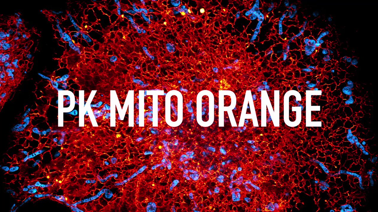 Zhixing Chen (@ZhixingChen2) / Twitter