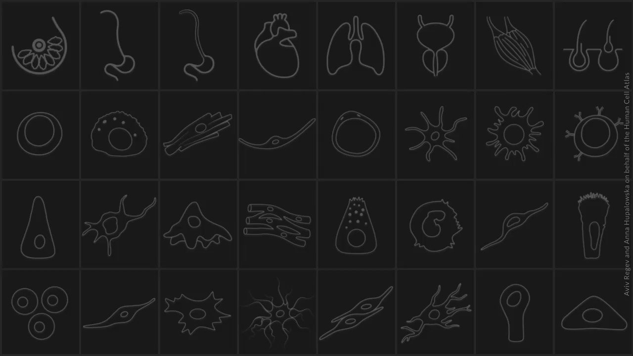 science-magazine-on-twitter-the-humancellatlas-consortium-aims-to