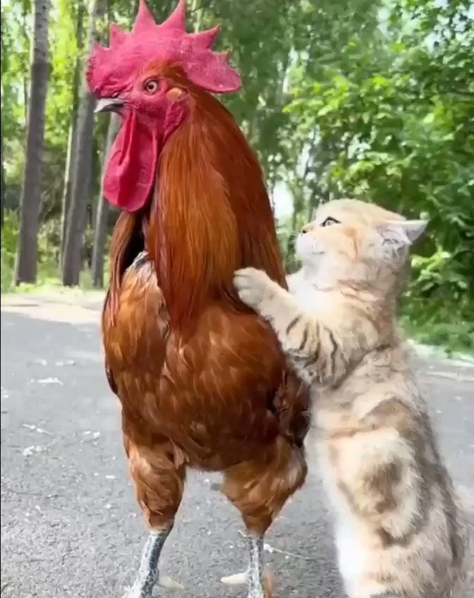 Smutstuppen Uǝddn⊥sʇnɯs On Twitter Small Pussy Rides Huge Cock