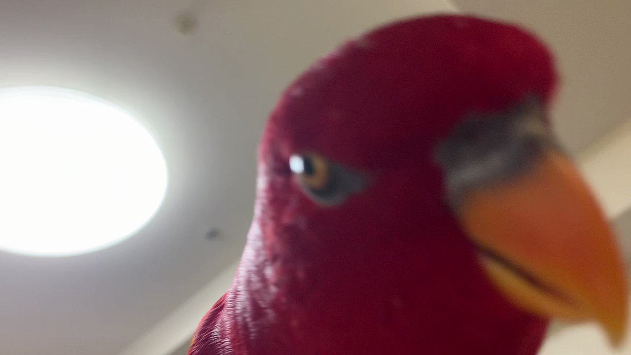 Hideaki Utsumi on Twitter: "wuewuewuewue https://t.co/Zx2QzWmzQK" / Twitter