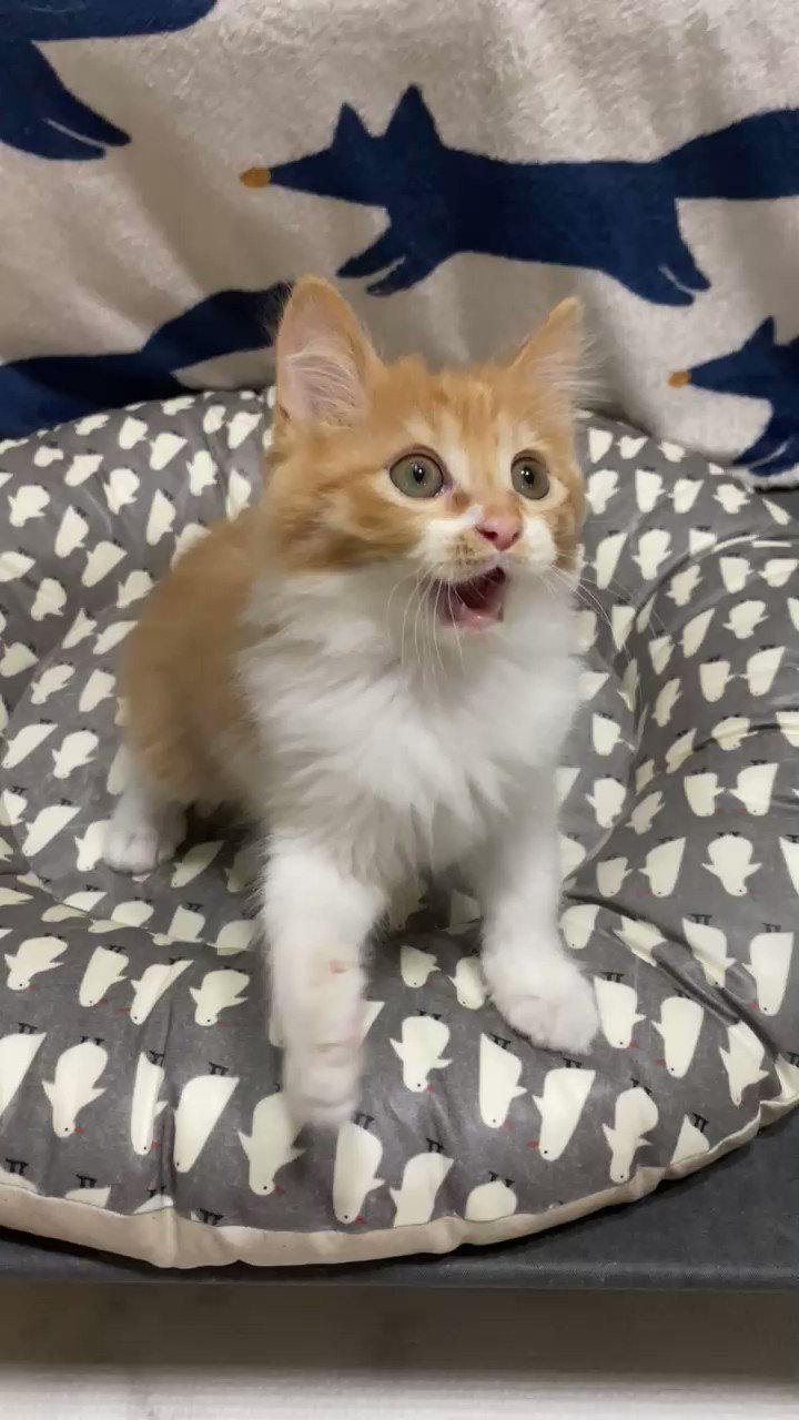 냥덕 (@hello_dart) / Twitter