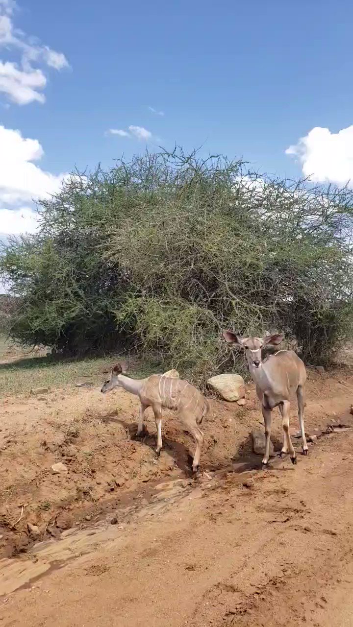 Sara Beery on Twitter: "Kudu babies 😊 https://t.co/pmh9DGVNUE" / Twitter
