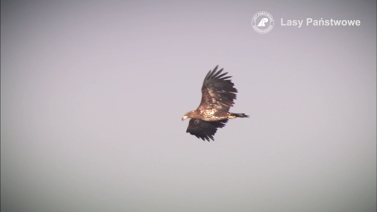 Terytorialsi - Zawsze gotowi, zawsze blisko! on Twitter: "Jutro w Nadleśnictwie Skierniewice ...
