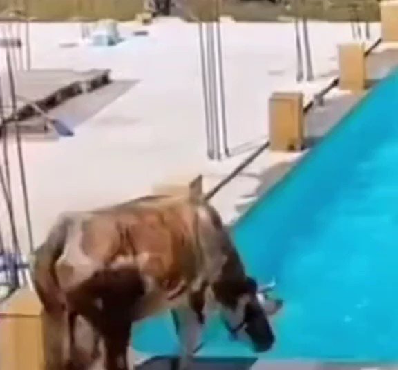 Mccrushi On Twitter Wenn Kühe In Den Pool Hüpfen Dann Weißt Du Es