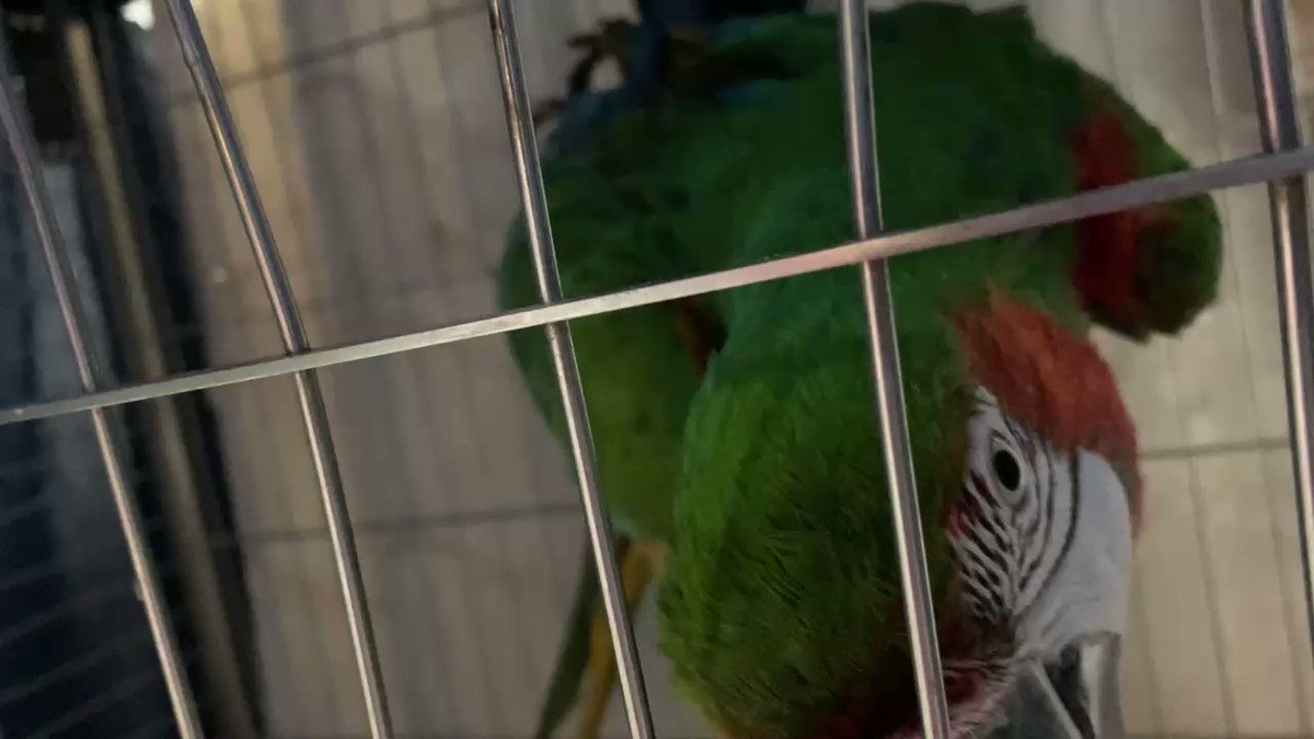 Hideaki Utsumi on Twitter: "Water melon birb🥝Ohayo- https://youtu.be/Sv3ifbPjyfI @YouTube"
