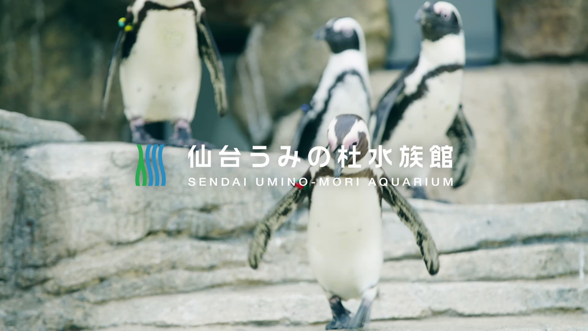 Pygo (@Pygo_Illust) / Twitter