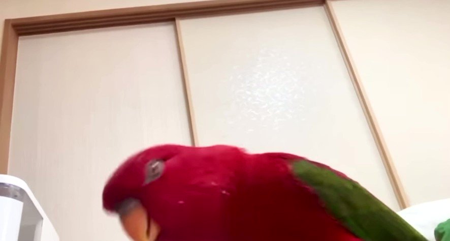 Hideaki Utsumi on Twitter: "Today’s Red birb 🍅wuewuewuewue https://t.co/h3k2EFHsb4 @YouTube ...